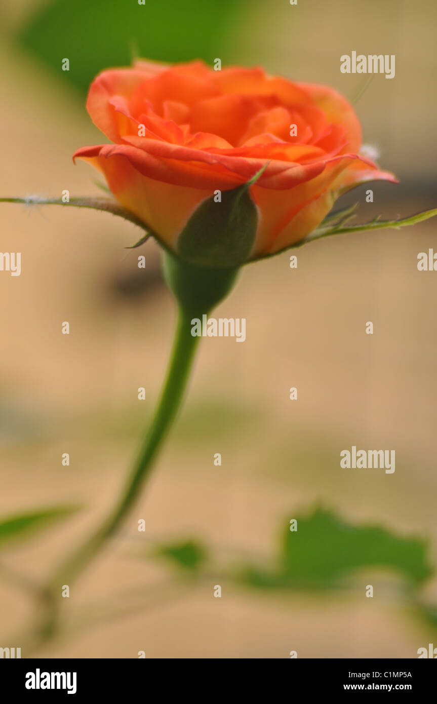 Rose garden india hi-res stock photography and images - Alamy