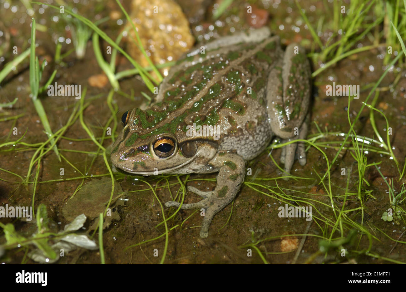 Motorbike frog also known as Bell Frog, Moore’s Frog, Western Green And ...