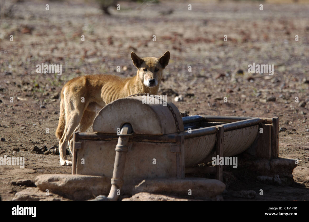 Australian dingo (Canis lupus dingo) near water trough, lower Fortescue ...