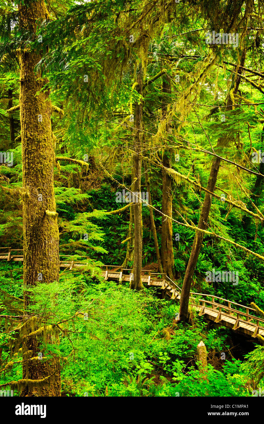 Wooden path through temperate rain forest. Pacific Rim National Park ...