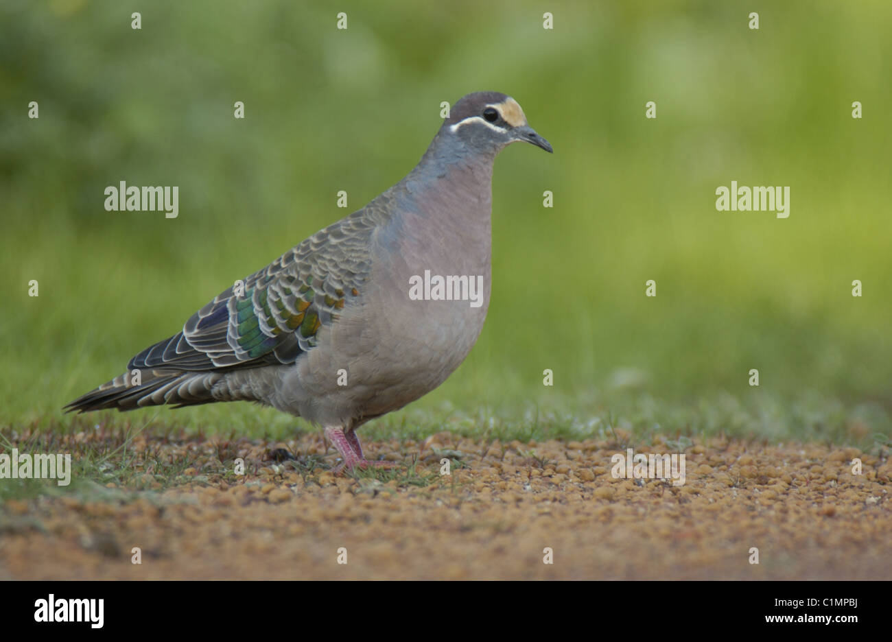 Common bronzewing pigeon hi-res stock photography and images - Alamy