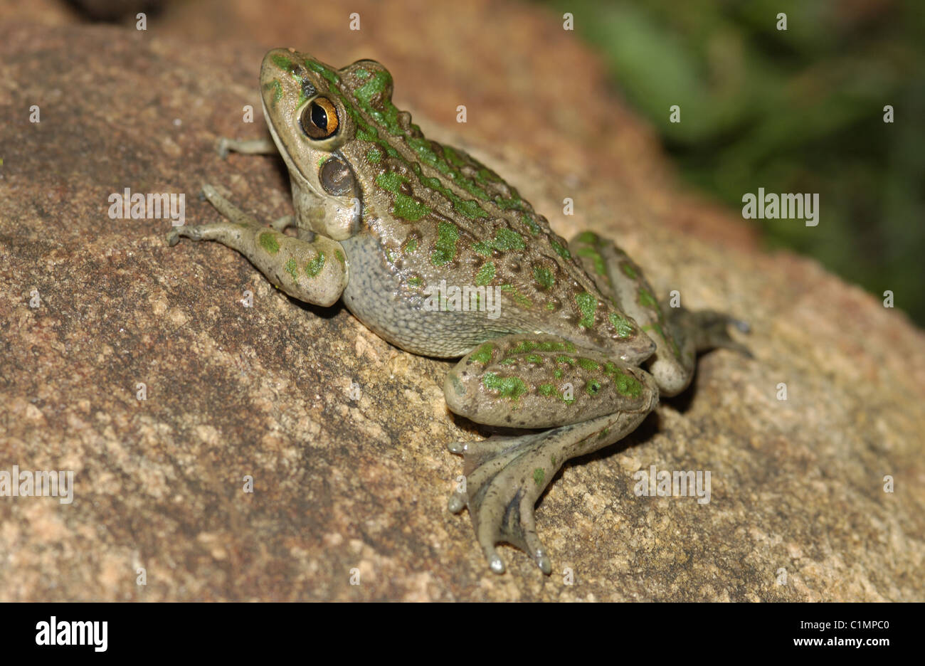Motorbike frog also known as Bell Frog, Moore’s Frog, Western Green And ...