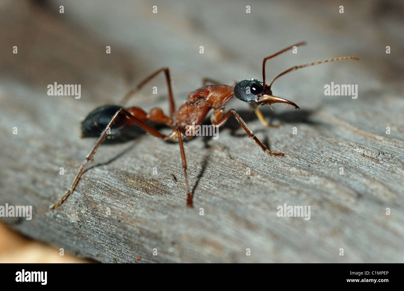 Bull Ant also known as Bulldog Ant (Myrmecia) Western Australia Stock ...