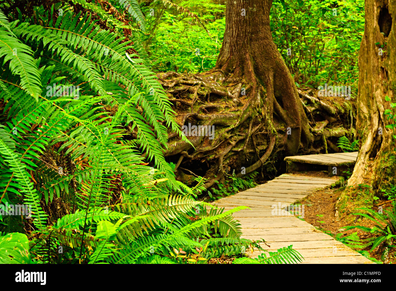 Path through temperate rain forest. Pacific Rim National Park, British ...