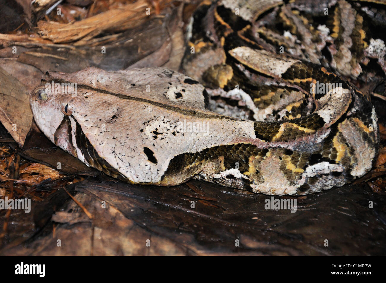 Gabon Viper High Resolution Stock Photography and Images - Alamy