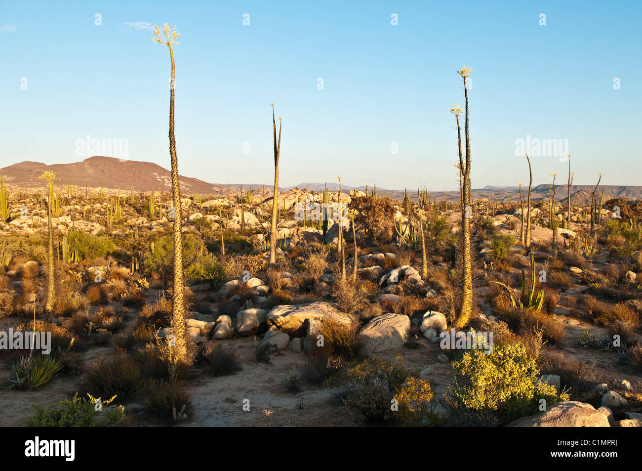 Sonoran Desert scenery, Baja California, Mexico Stock Photo - Alamy