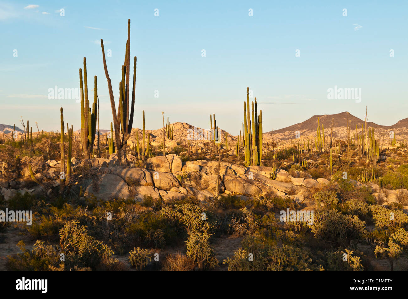 Mexico Desert Landscape Cactus High Resolution Stock Photography and Images - Alamy