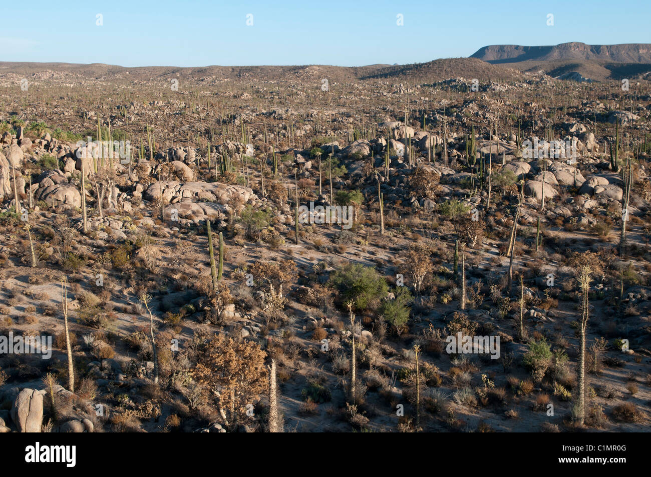 Desert landscape baja california mexico hi-res stock photography and ...