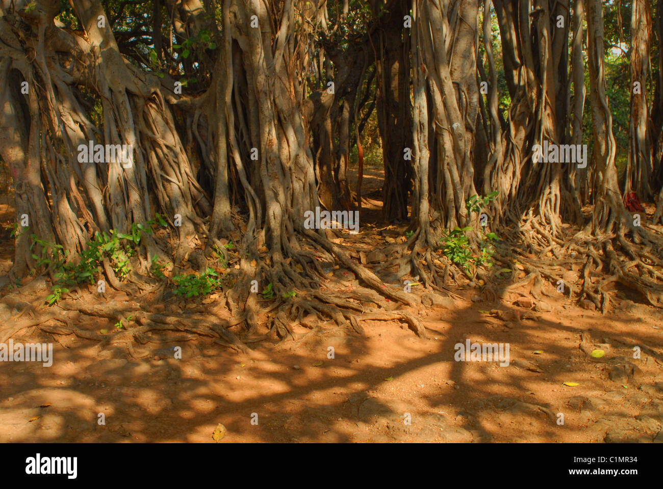 Sun light falling High Resolution Stock Photography and Images - Alamy