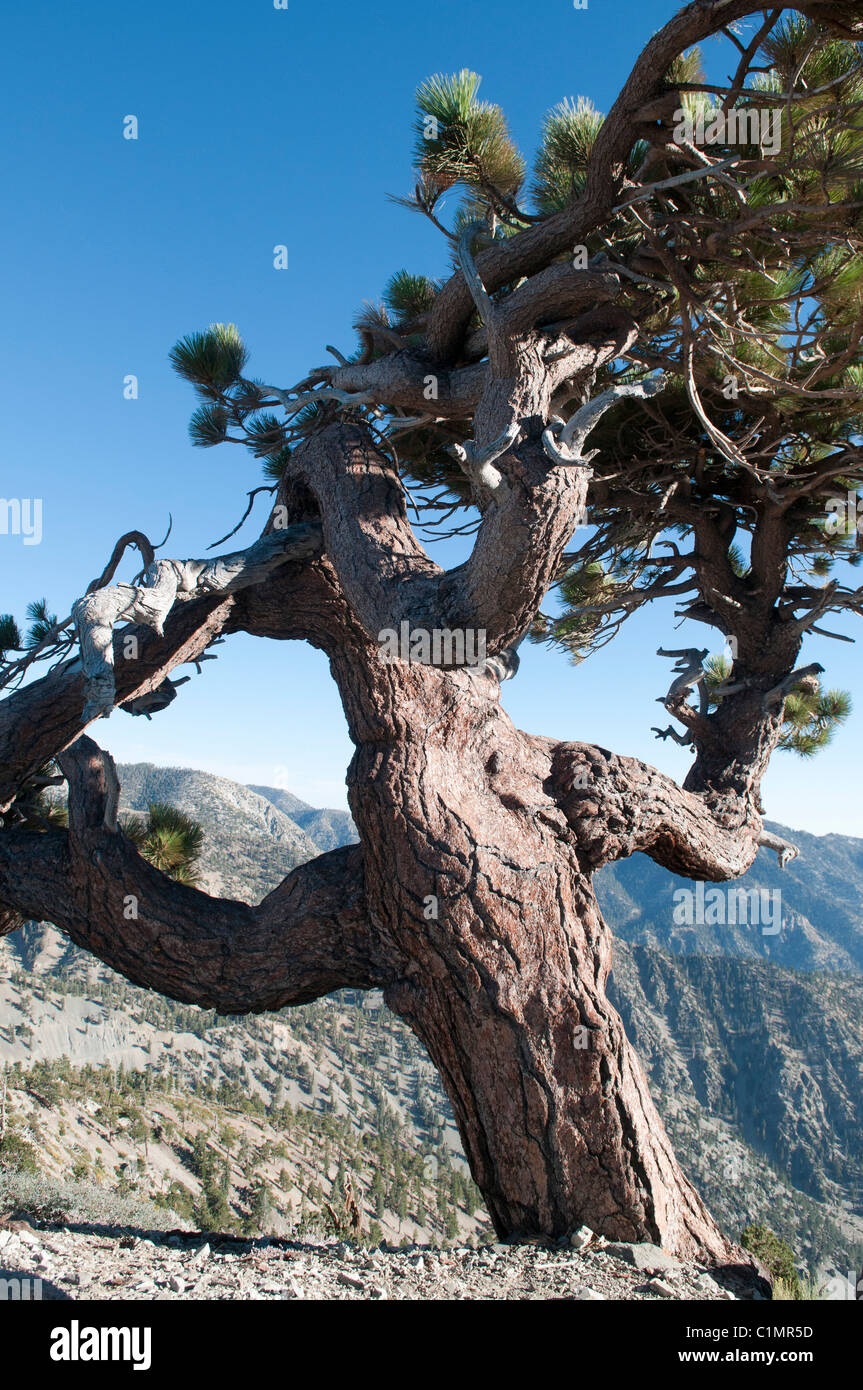 Jeffrey pine (Pinus jeffreyi) Mt. Baldy (Mount San Antonio), San ...