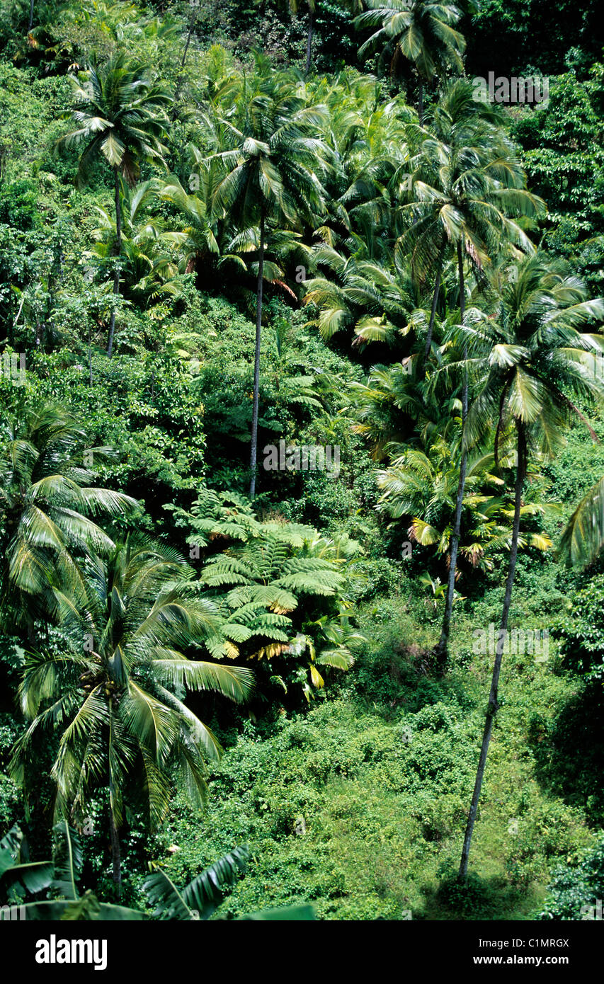 Dominica, East Coast, primary forest Stock Photo - Alamy