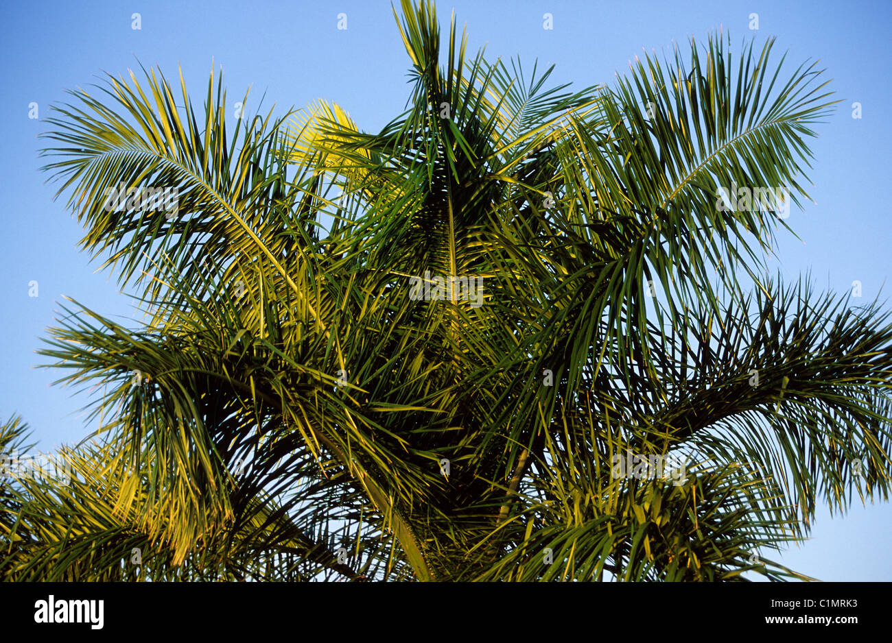 Mexico, Yucatan State, palm tree Stock Photo - Alamy