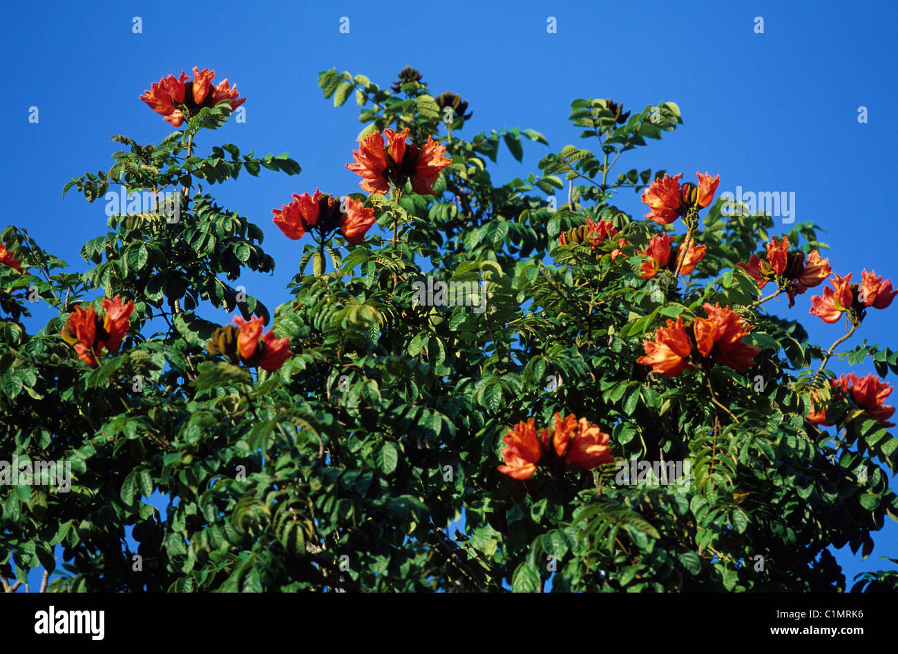 Mexico, Yucatan State, flora Stock Photo - Alamy
