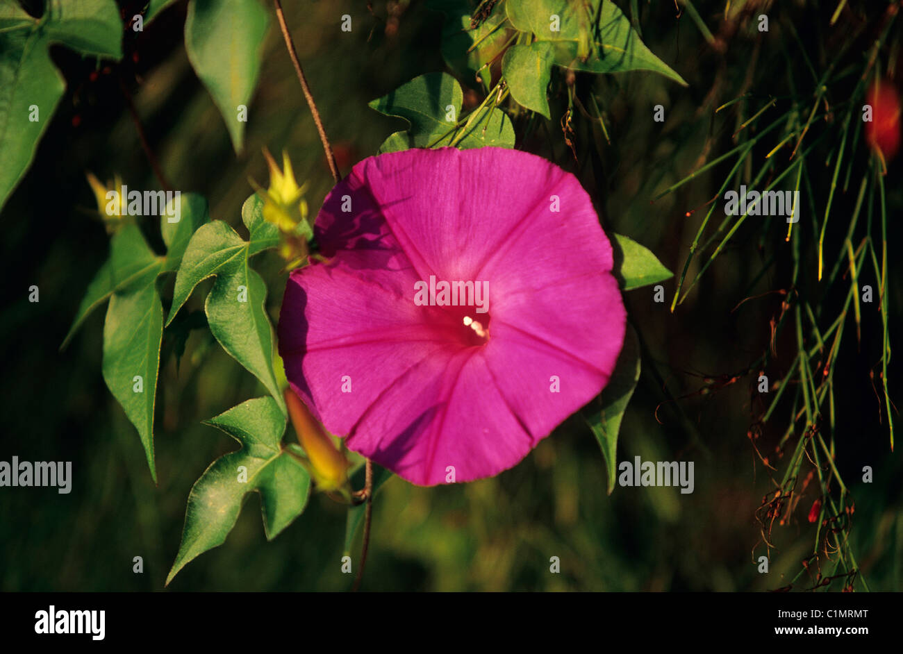 Mexico, Yucatan State, flora Stock Photo - Alamy