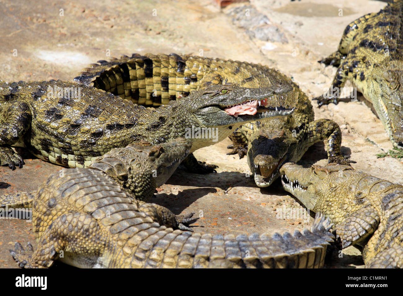 Nile crocodiles being fed chicken at Le Bonheur Crocodile Farm near ...
