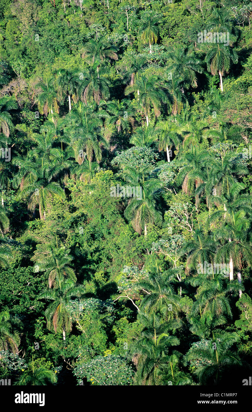 Cuba royal palm tree hi-res stock photography and images - Alamy