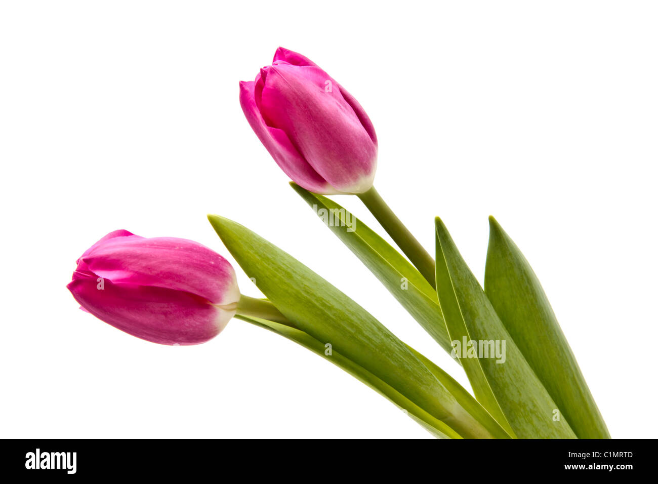 Pink white closeup tulip Cut Out Stock Images & Pictures - Alamy
