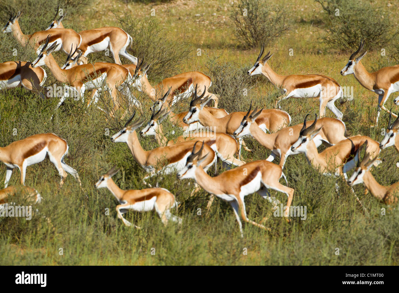 Springbok Herd Running High Resolution Stock Photography and Images - Alamy