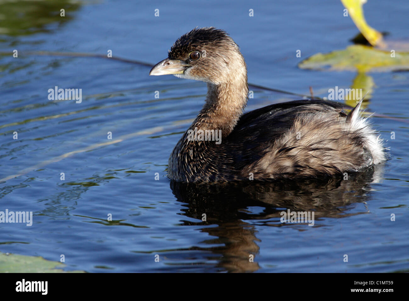 Pied-billed Grebe (Podilymbus podiceps) at Anhinga Trail, Everglades ...
