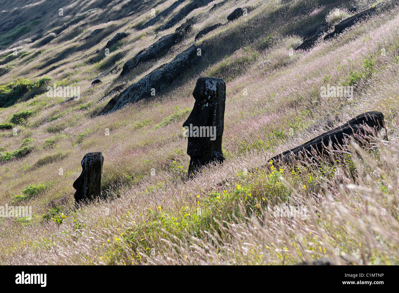 Chile Easter Island Rano Raraku is a volcanic crater formed of ...