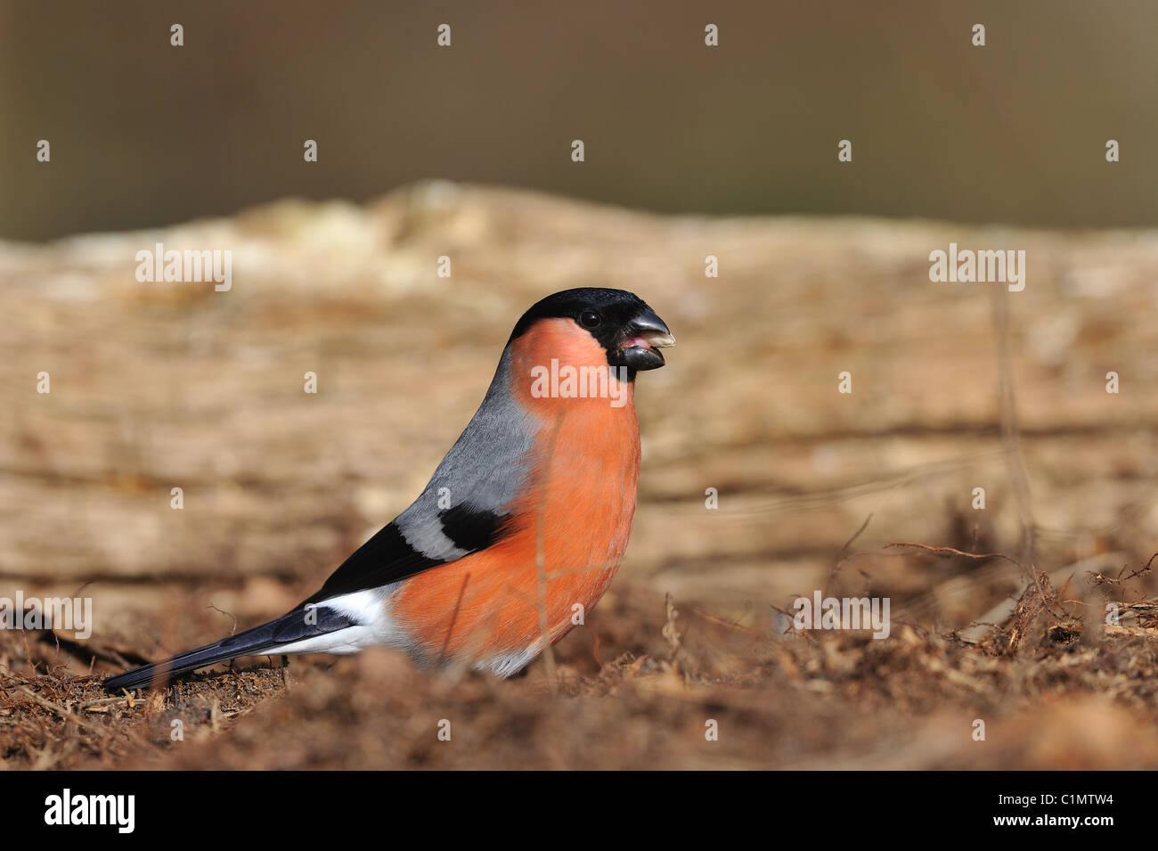 Northern bullfinch hi-res stock photography and images - Alamy
