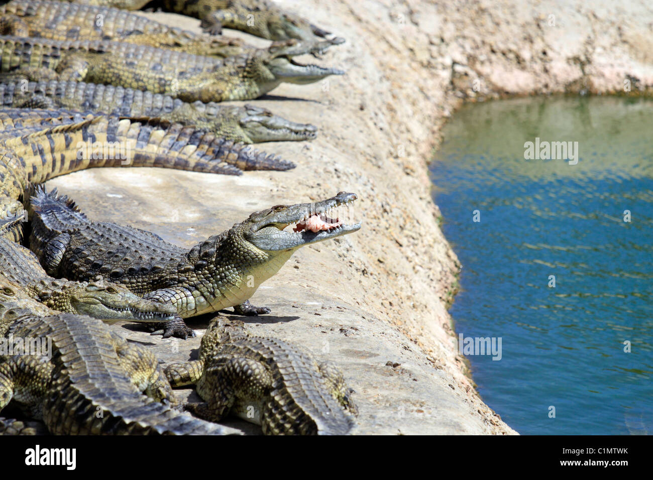 Nile crocodiles being fed chicken at Le Bonheur Crocodile Farm near ...
