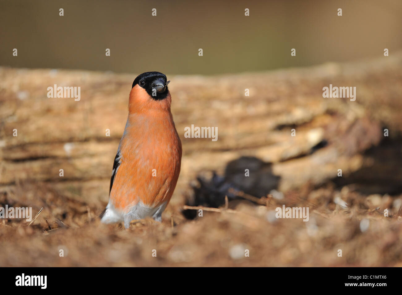 Northern Bullfinch High Resolution Stock Photography and Images - Alamy