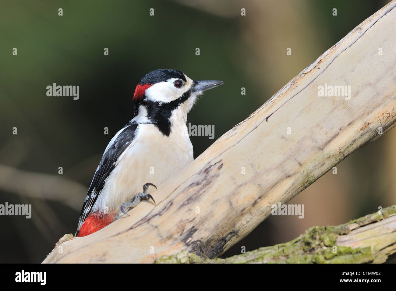 Great spotted woodpecker (Dendrocopos major - Dendrocopus major ...