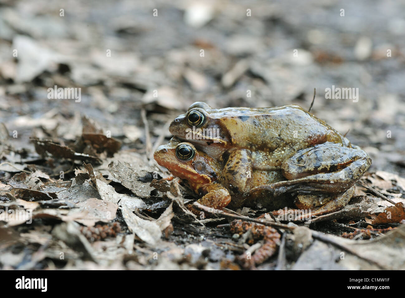Common frog (Rana temporaria) pair mating on the way to the puddle ...