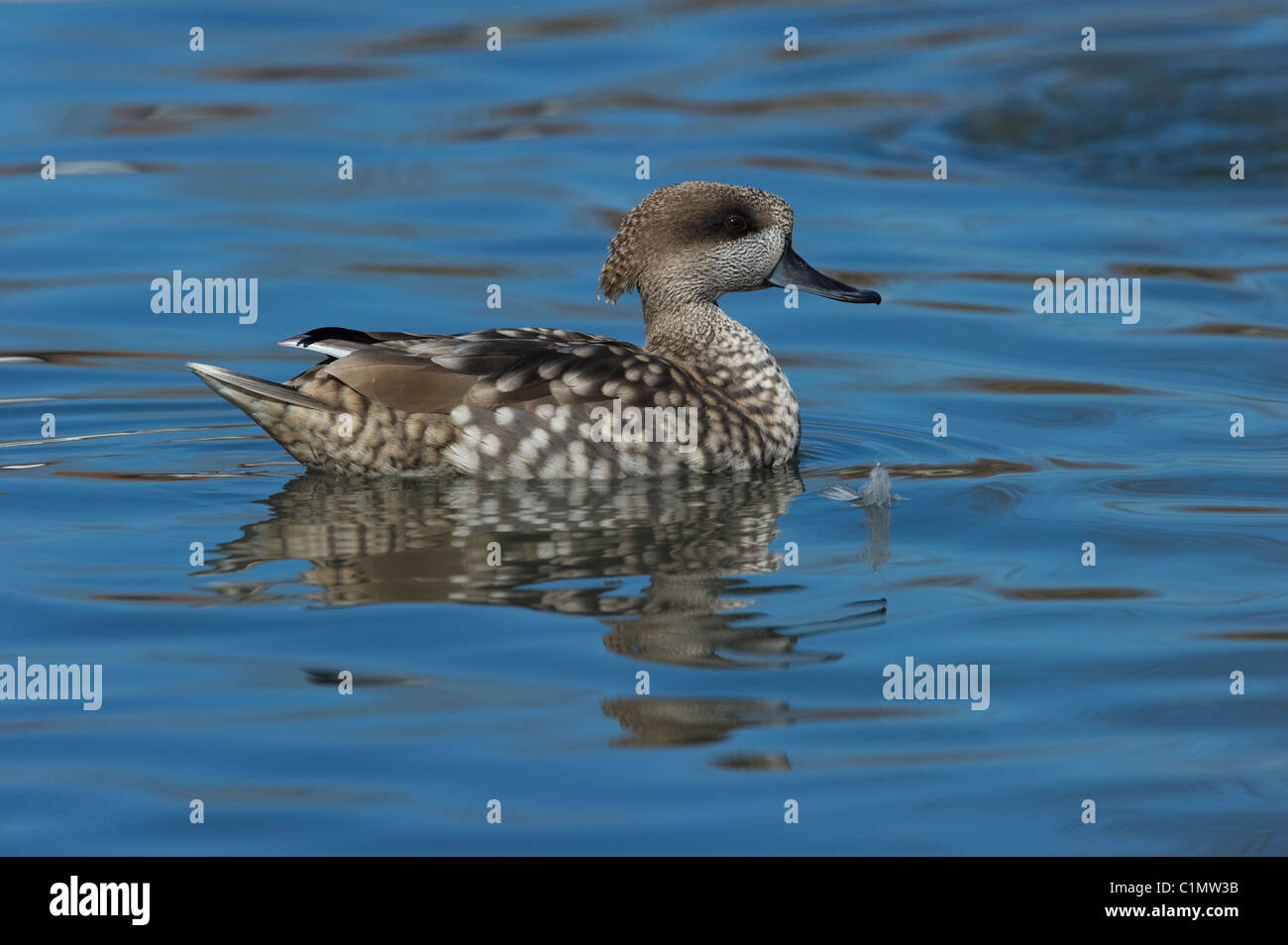 Italy Piedmont Racconigi a male of Marbled Teal Stock Photo - Alamy