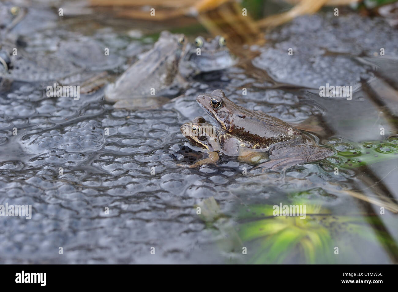 Adult common frog pair hi-res stock photography and images - Alamy