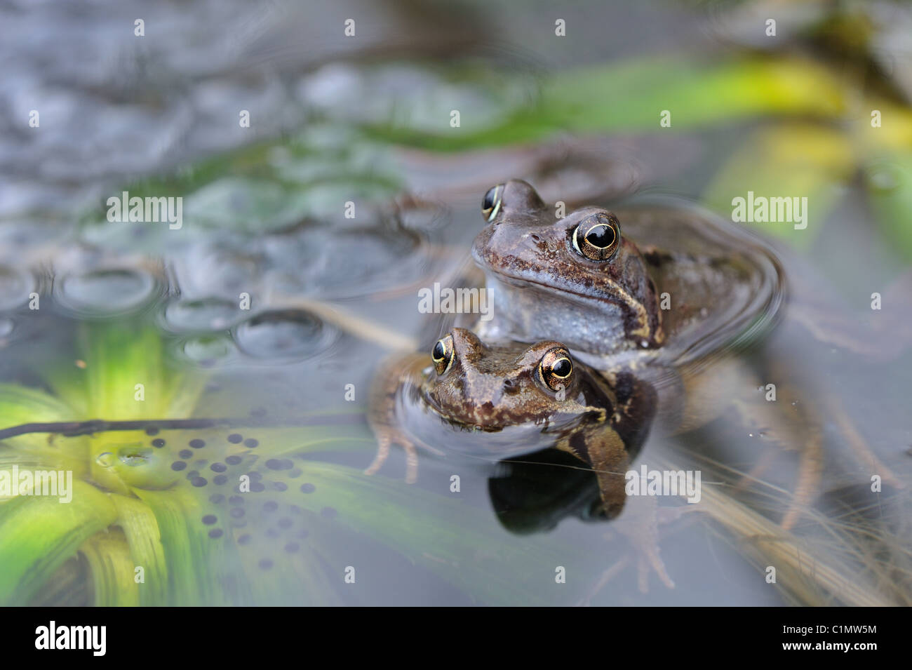 Common frog (Rana temporaria) pair mating in the puddle Stock Photo - Alamy