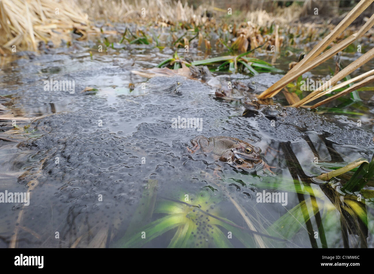Adult common frog pair hi-res stock photography and images - Alamy