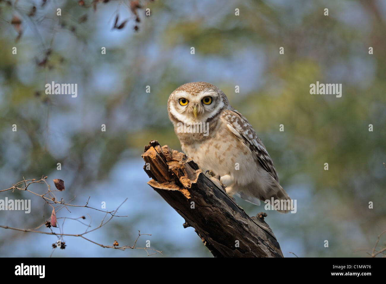 Spotted Owlet (Athene brama) in Ranthambore tiger reserve, India Stock ...