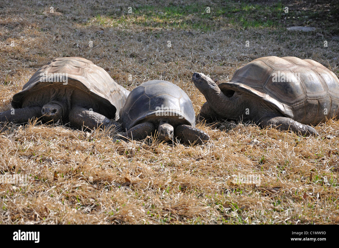 Aldabra tortoise hi-res stock photography and images - Alamy