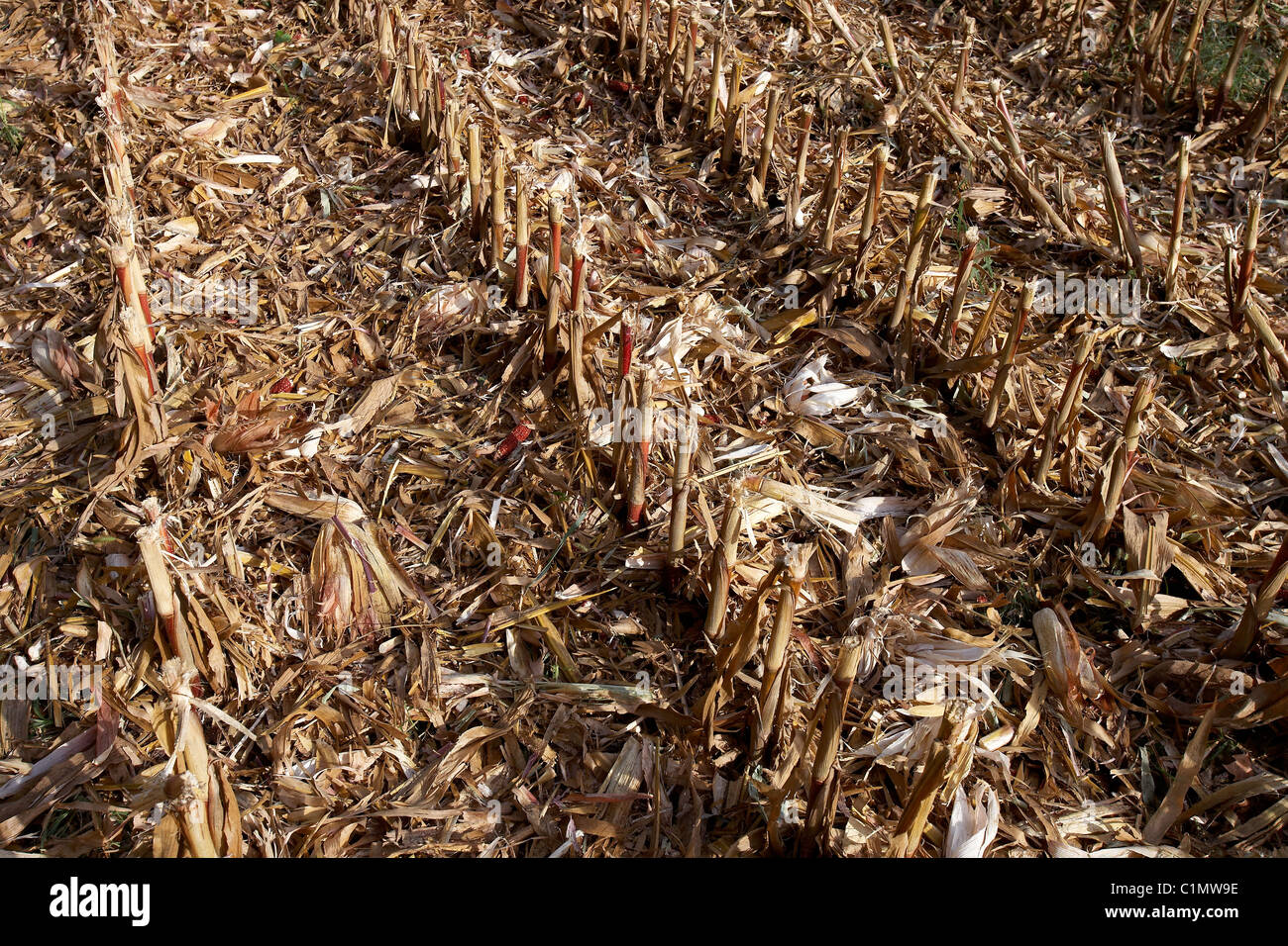 Maize stubble hi-res stock photography and images - Alamy