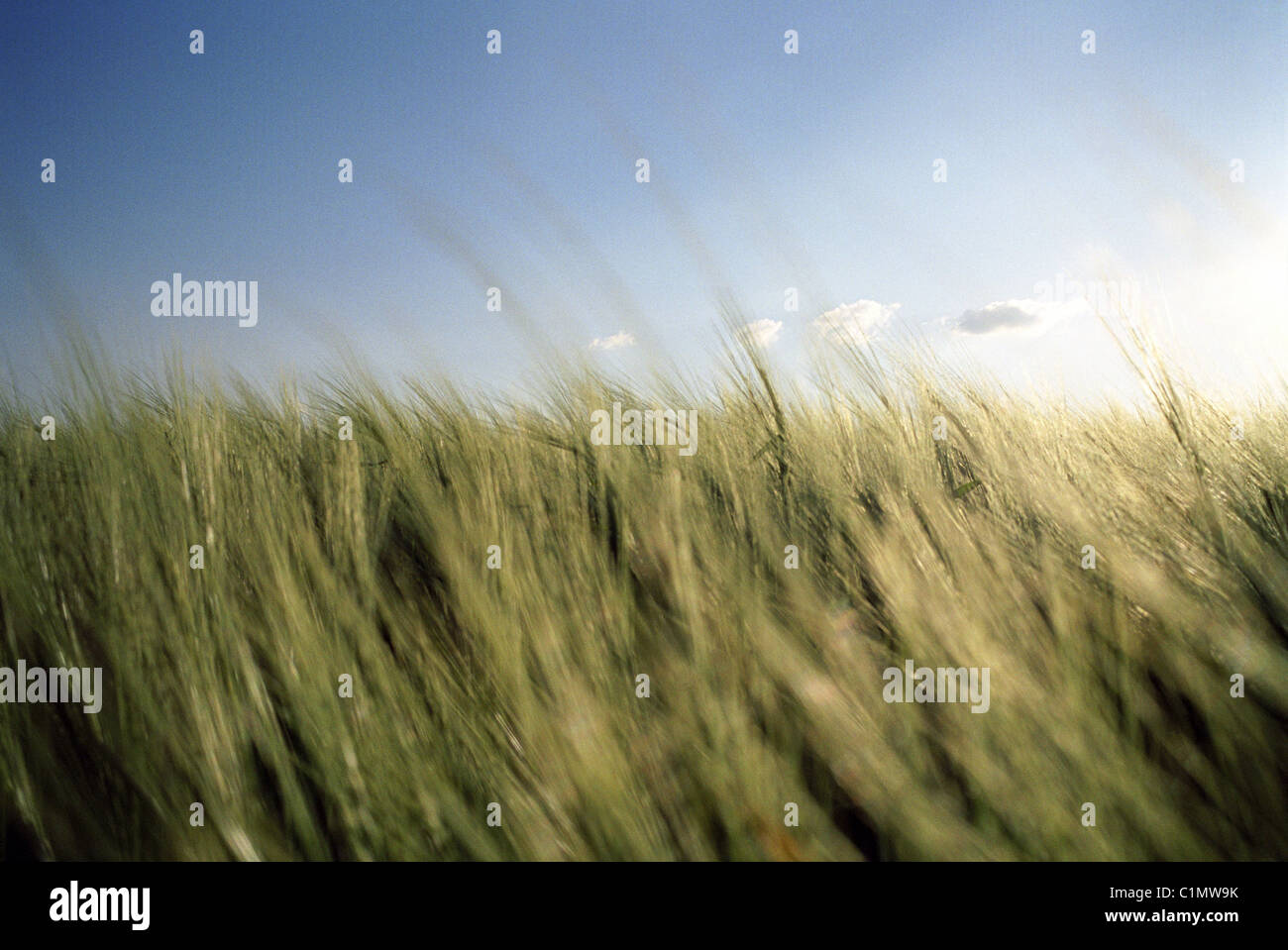 France, field of wheat Stock Photo - Alamy