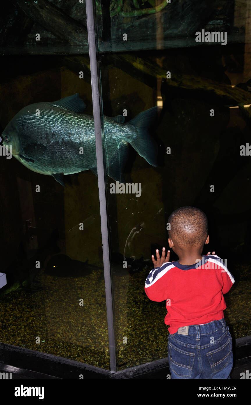 Child watching fish tank hi-res stock photography and images - Alamy