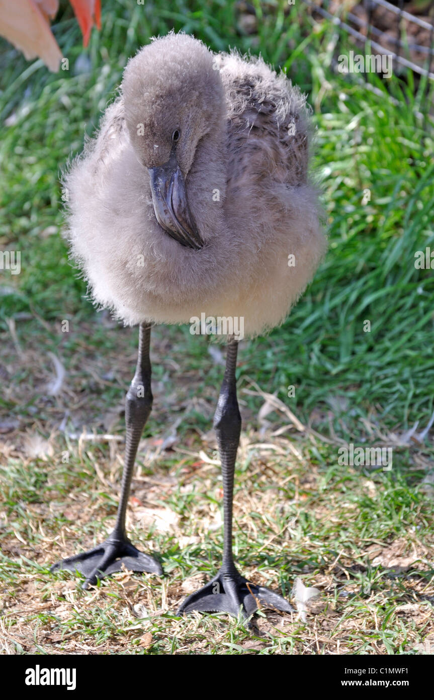 Baby flamingo hi-res stock photography and images - Alamy