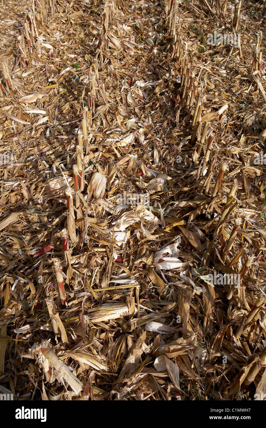 Stubble Maize field. LLeida. Spain Stock Photo - Alamy