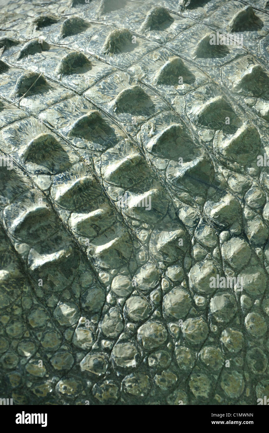 Crocodylidae hi-res stock photography and images - Alamy