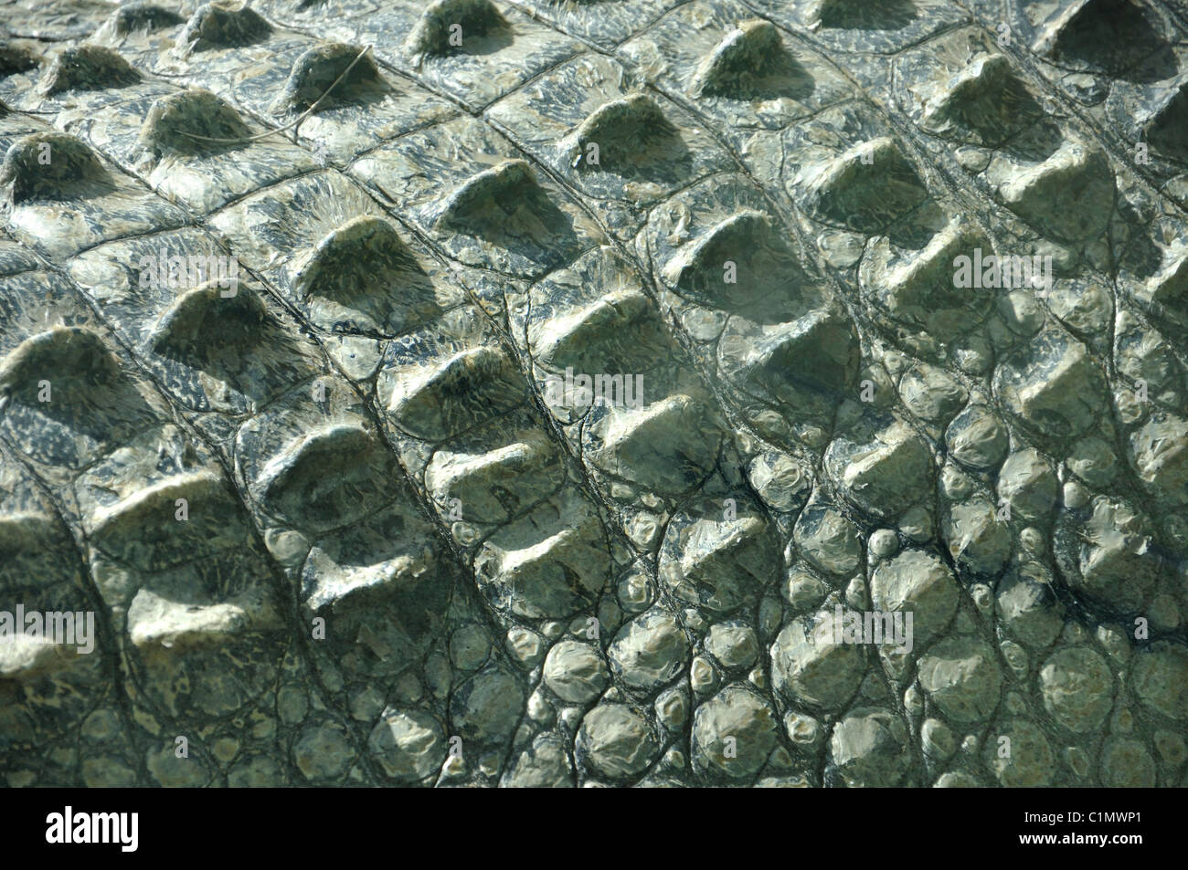 Alligator skin hi-res stock photography and images - Alamy