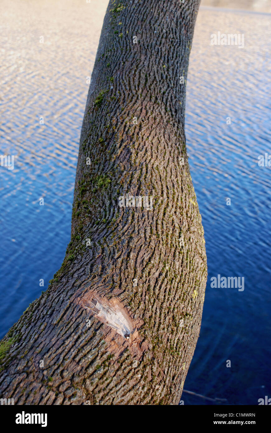 tree trunk form on rivers water background Stock Photo - Alamy
