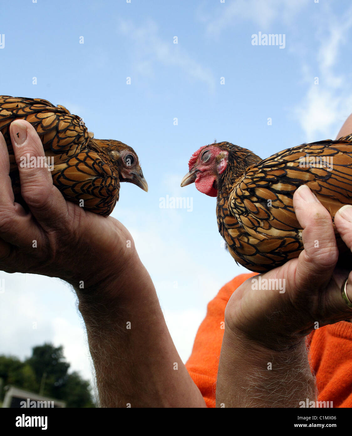 Male and female Gold Sebright bantams Stock Photo - Alamy