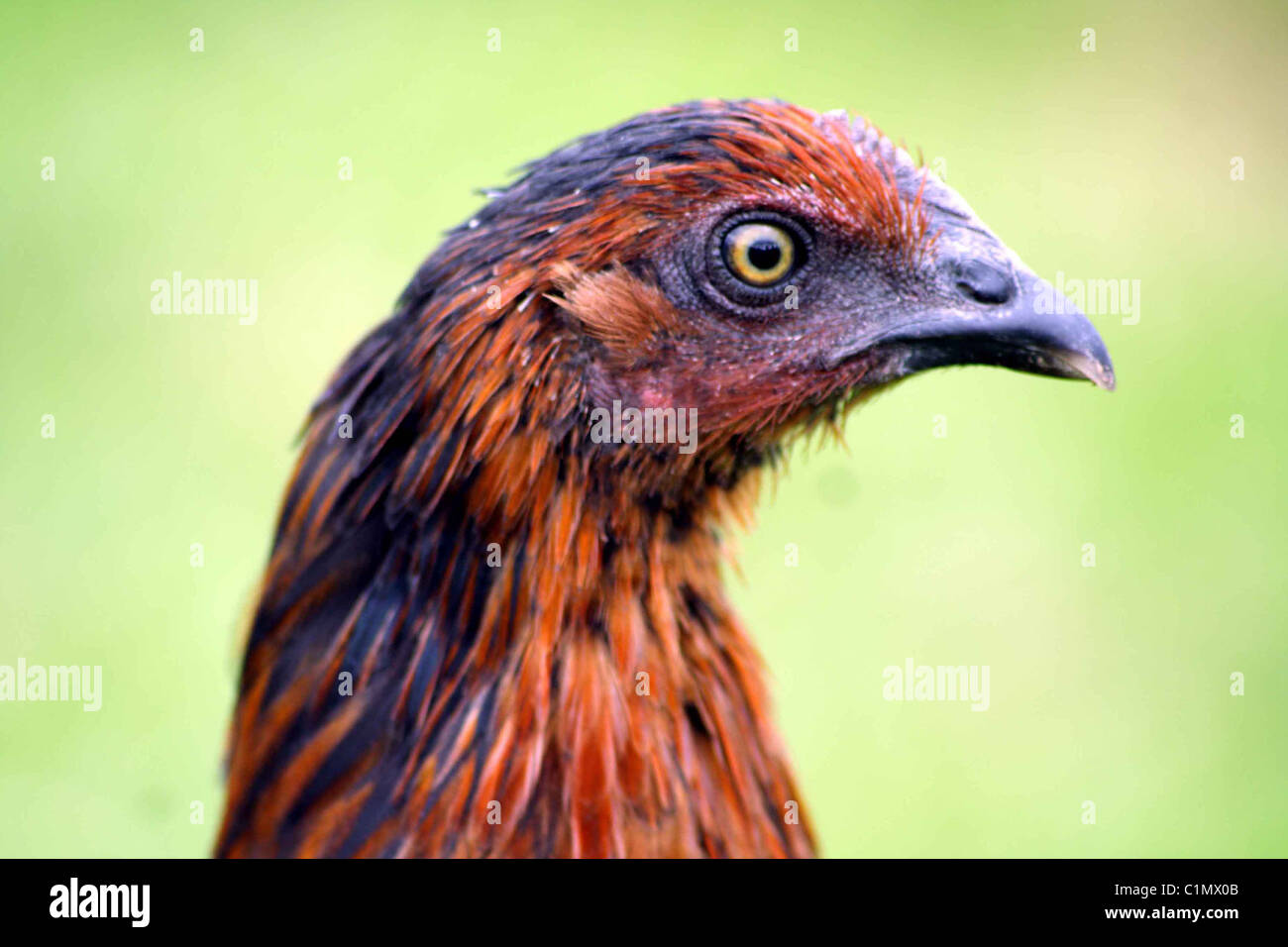The head of a Maran Cuivre hybrid chicken Stock Photo - Alamy