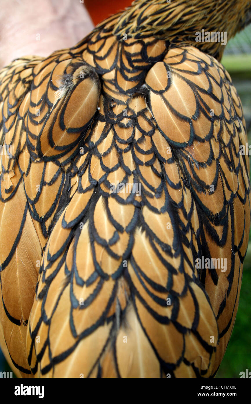 Pattern on the back and winds of a Gold Sebright bantam Stock Photo - Alamy