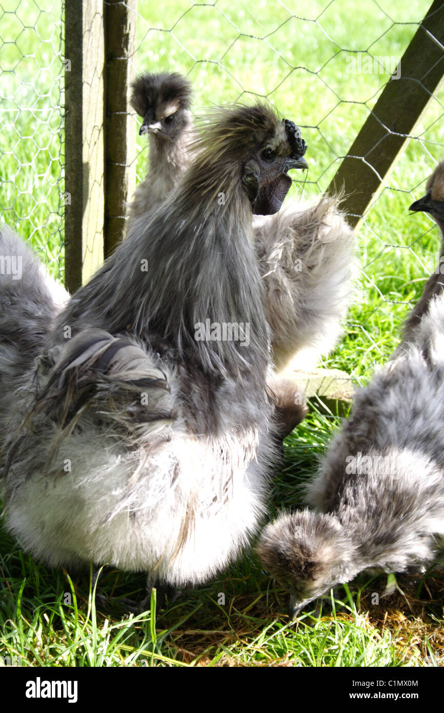 Silkie bantam chickens in a pen Stock Photo - Alamy