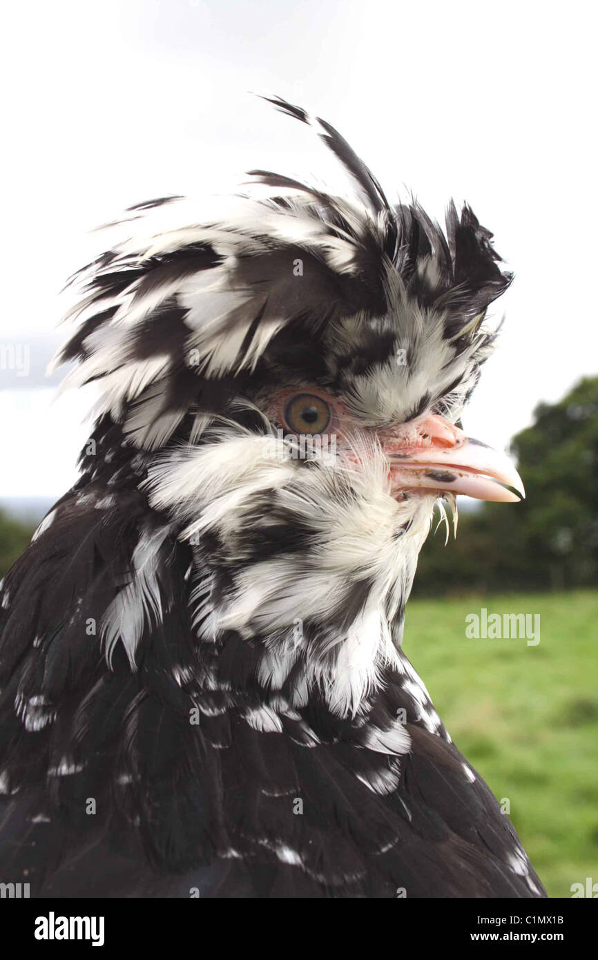 Impressive head crest hi-res stock photography and images - Alamy