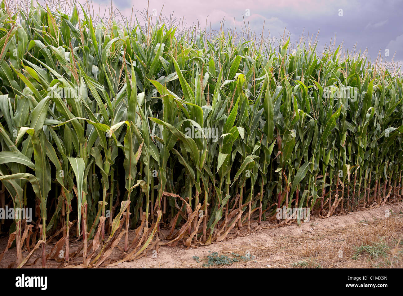 Maize field. LLeida. Spain Stock Photo - Alamy