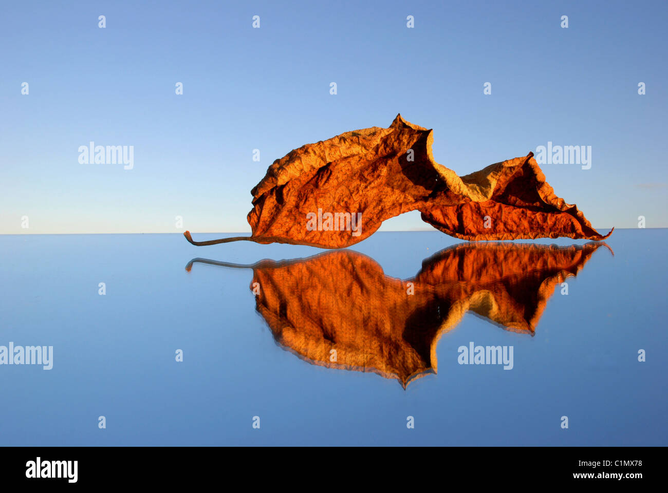 autumn leaf on the mirror and blue sky Stock Photo - Alamy